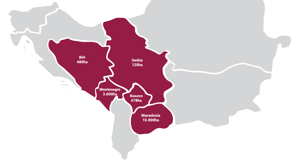 Vranec World Day » About VRANEC